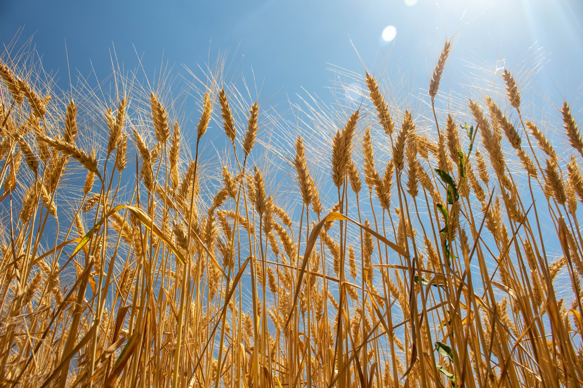 An Outstanding Wheat State In Winfield, Kansas